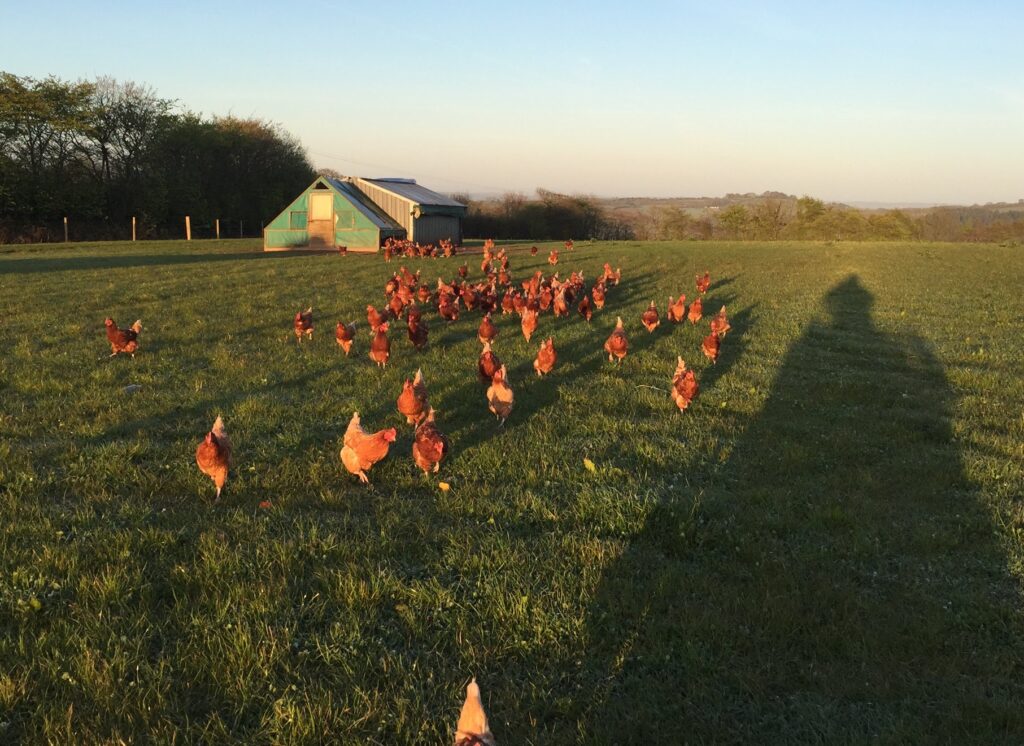 Beech Ridge Farm - Somerset Farmers Market