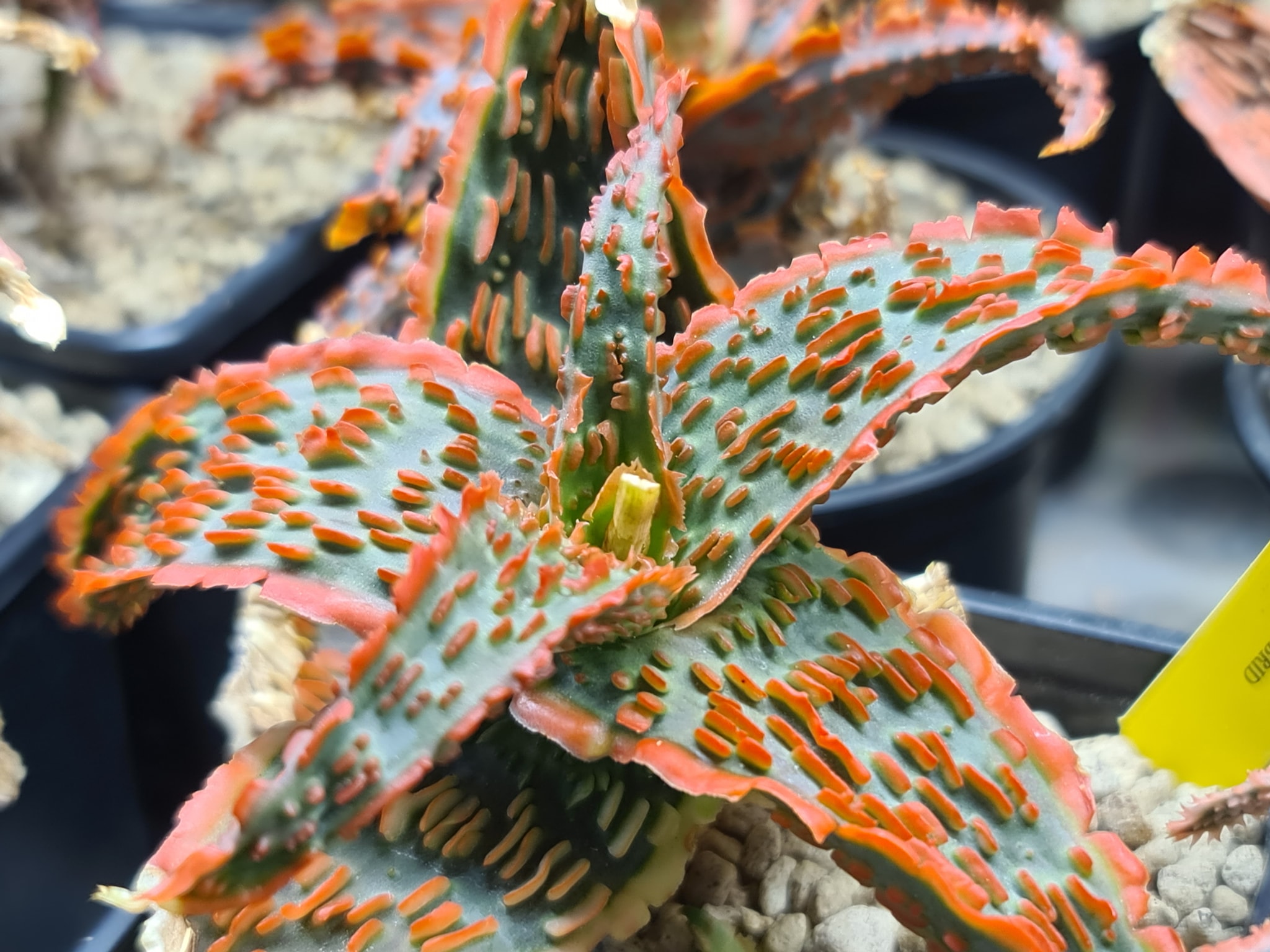 Plants by Ogie Placido - Somerset Farmers Market